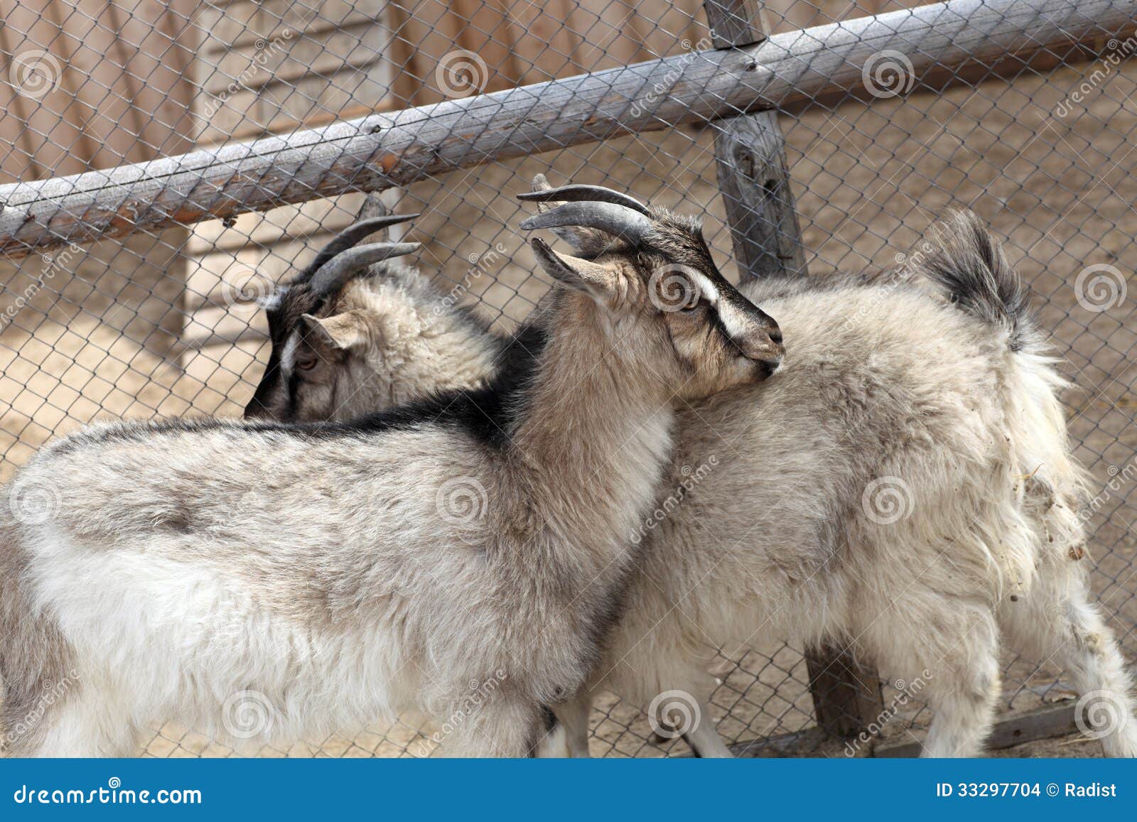 Two goats stock photo. Image of head, standing, fence - 33297704