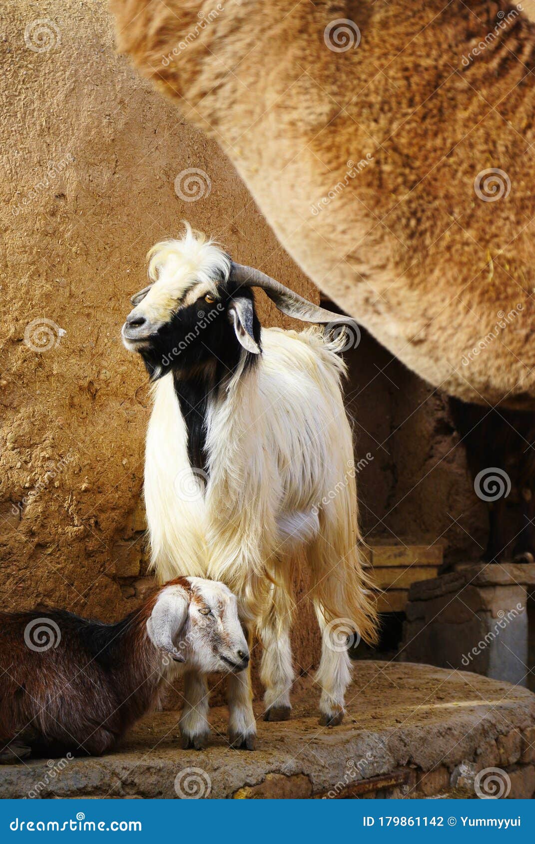 Two goats in a farm. stock photo. Image of black, food - 179861142