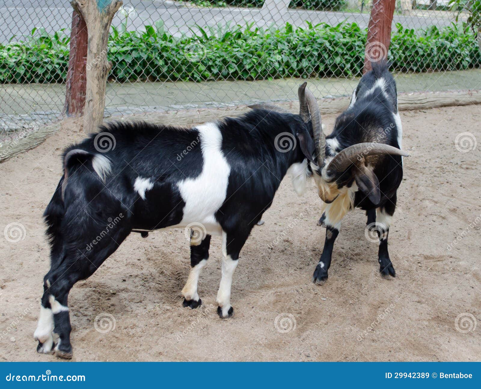 Goats fighting stock image. Image of goatling, heads - 29942389
