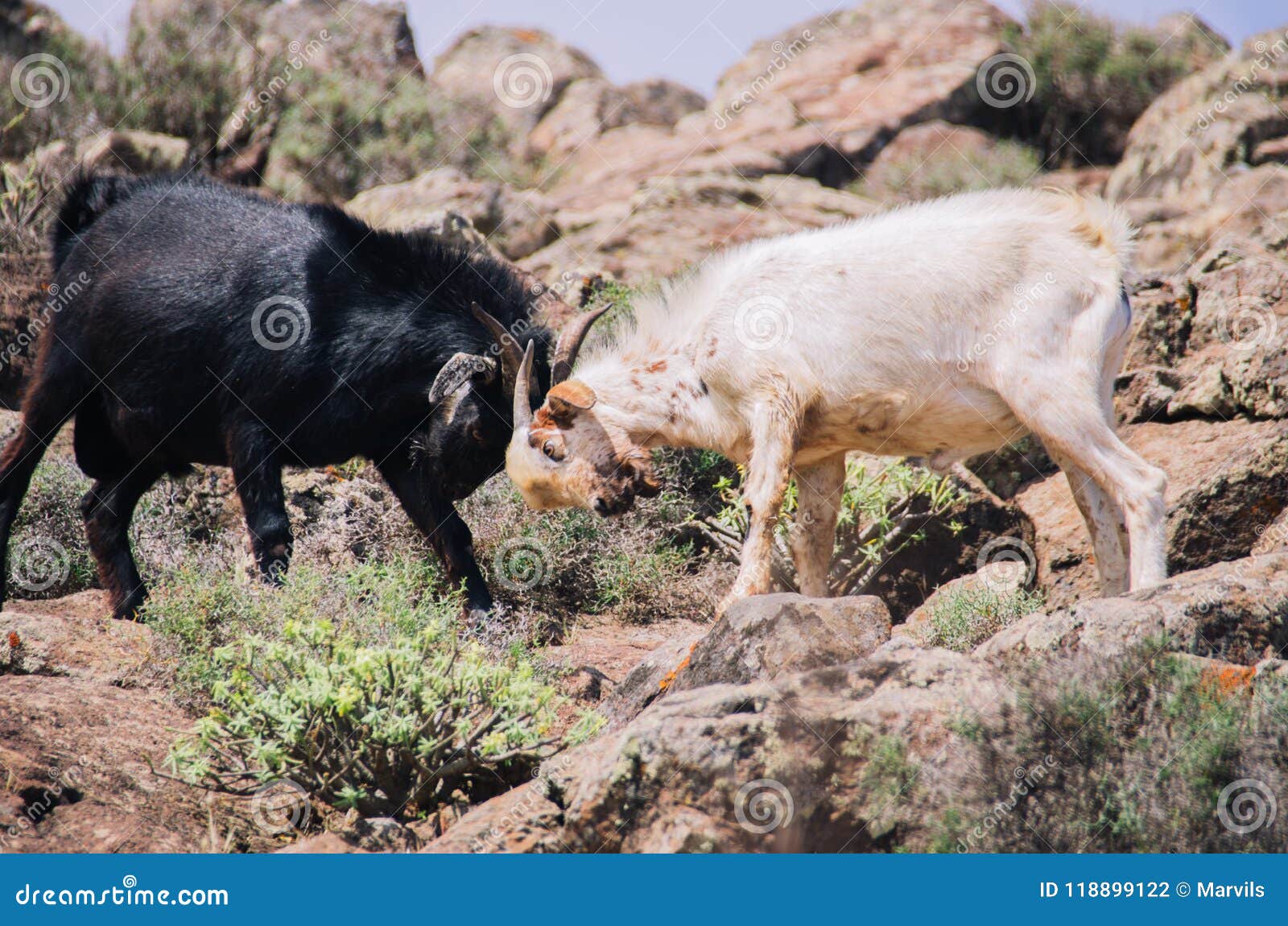 Two goats fighting stock photo. Image of green, hill - 118899122