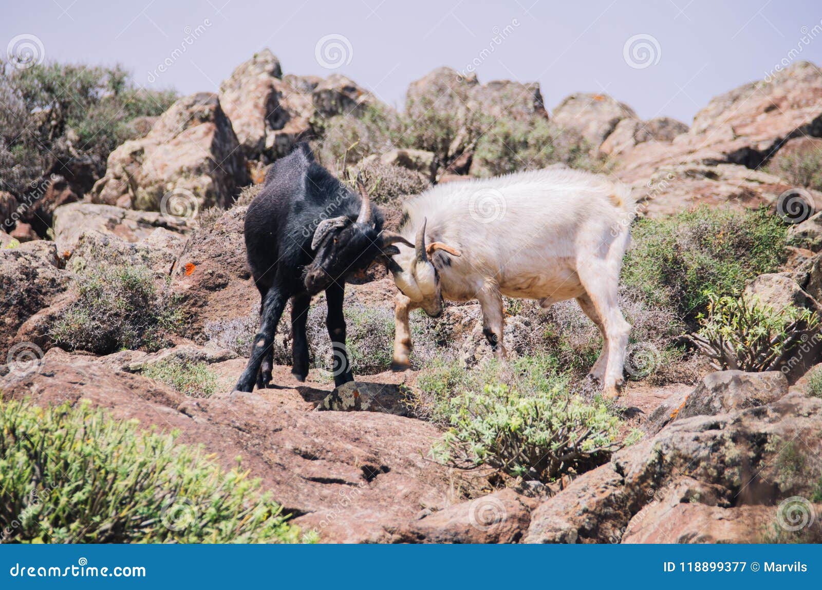Two goats fighting stock image. Image of mountain, pile - 118899377
