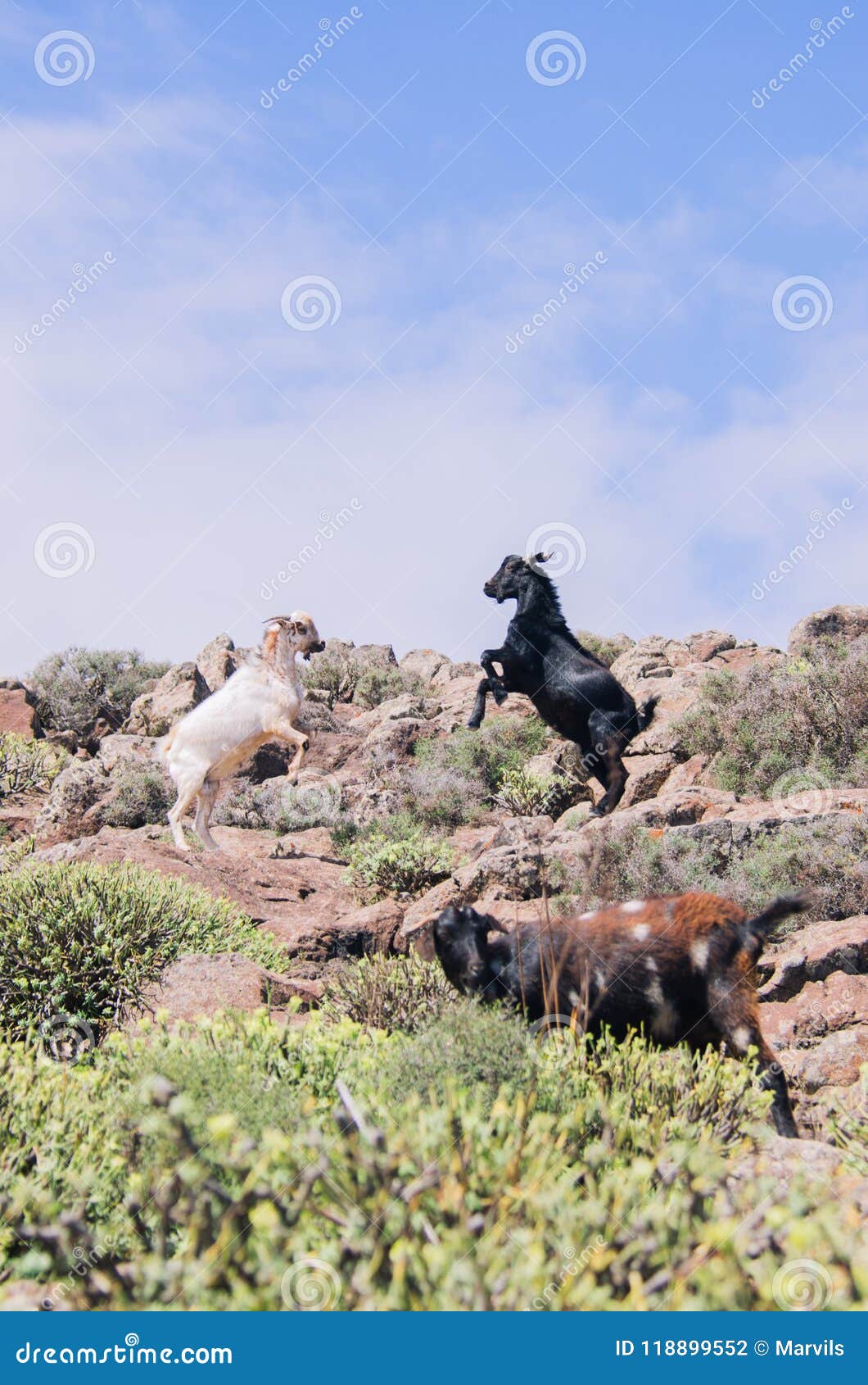 Two goats fighting stock photo. Image of stone, animal - 118899552