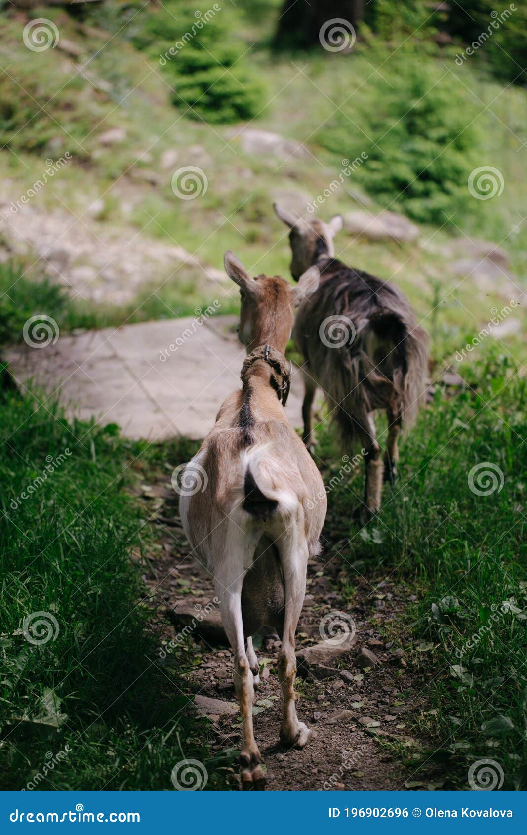 Two Goats Going on the Road Stock Photo - Image of grass, active: 196902696