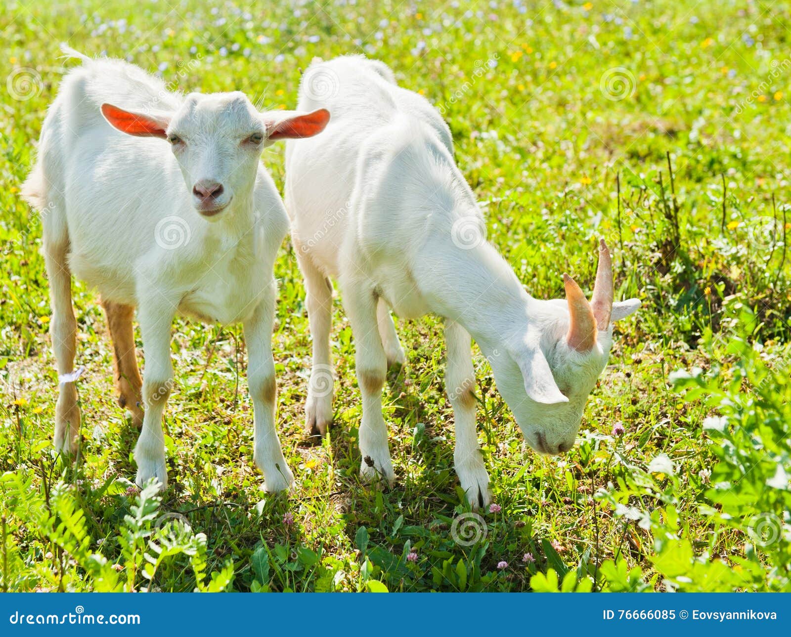 Two goats stock image. Image of field, mammal, animal - 76666085
