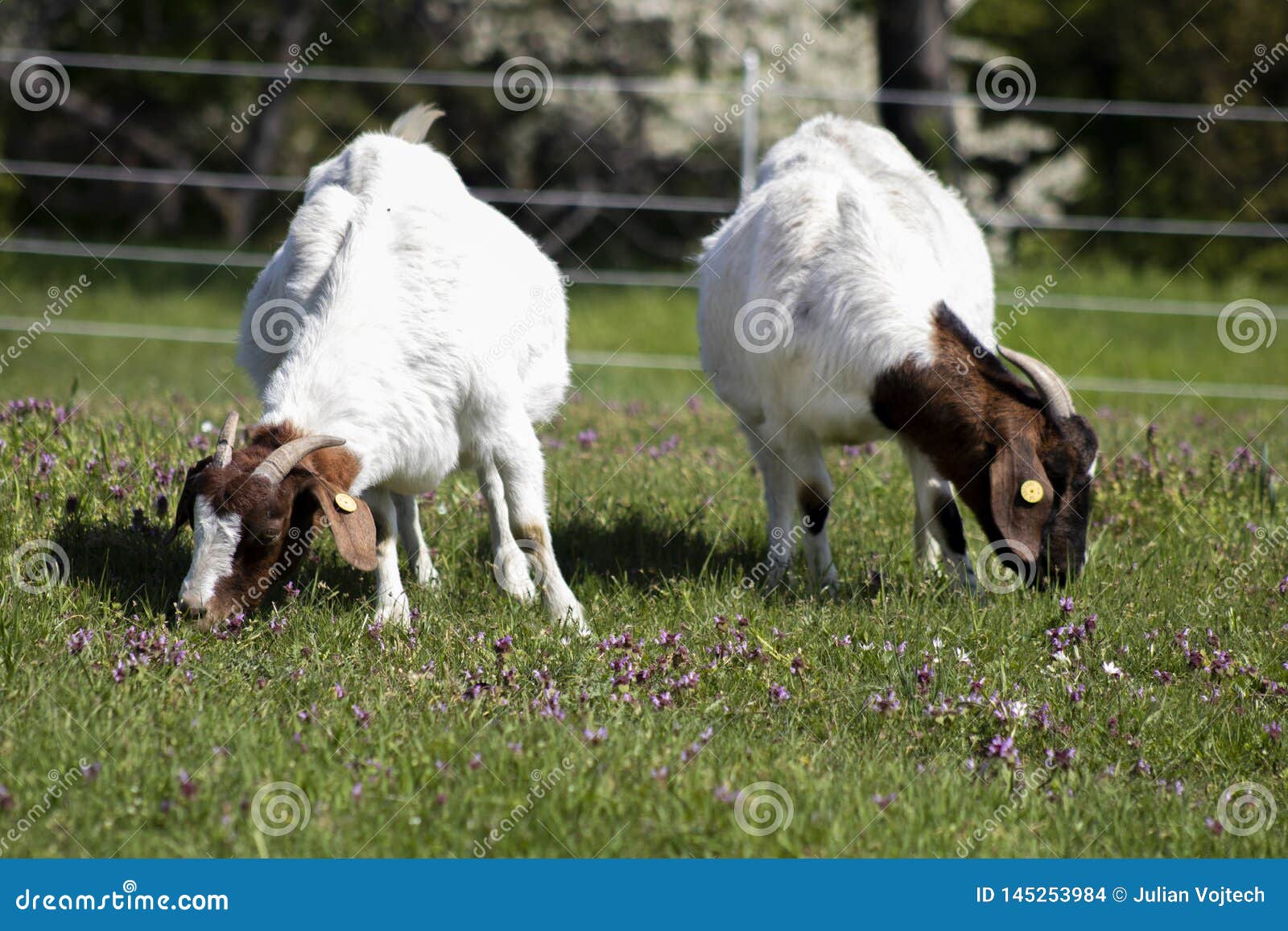 Two Goats Grazing on Spring Meadow Stock Photo - Image of goats, cute ...