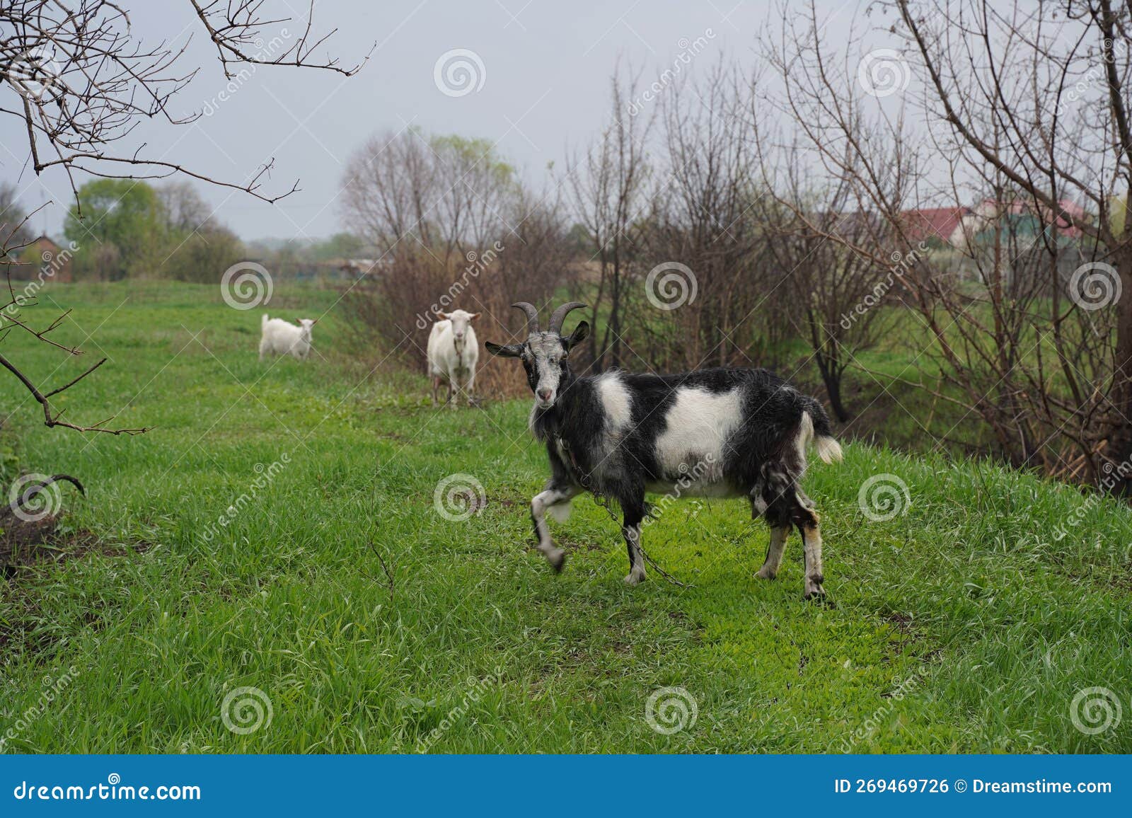 Two Goats Look at the Camera Stock Photo - Image of color, rural: 269469726