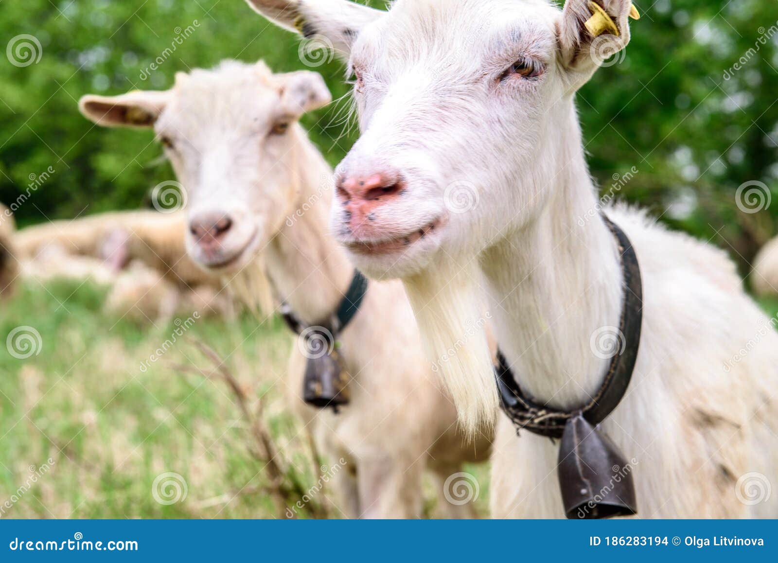 Two Goats Look at the Camera Stock Photo - Image of looking, cute ...