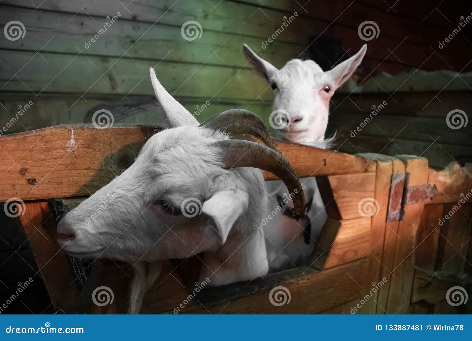 Two goats are looking stock image. Image of brothers - 133887481