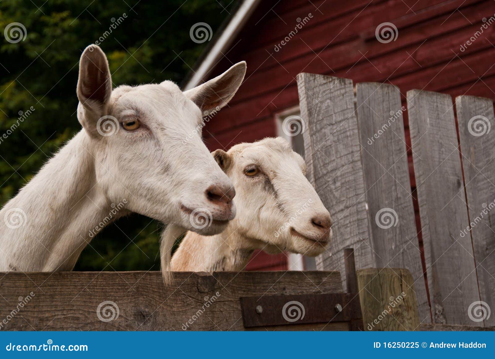 Two Goats Looking Over a Fence Stock Image - Image of agricultural ...