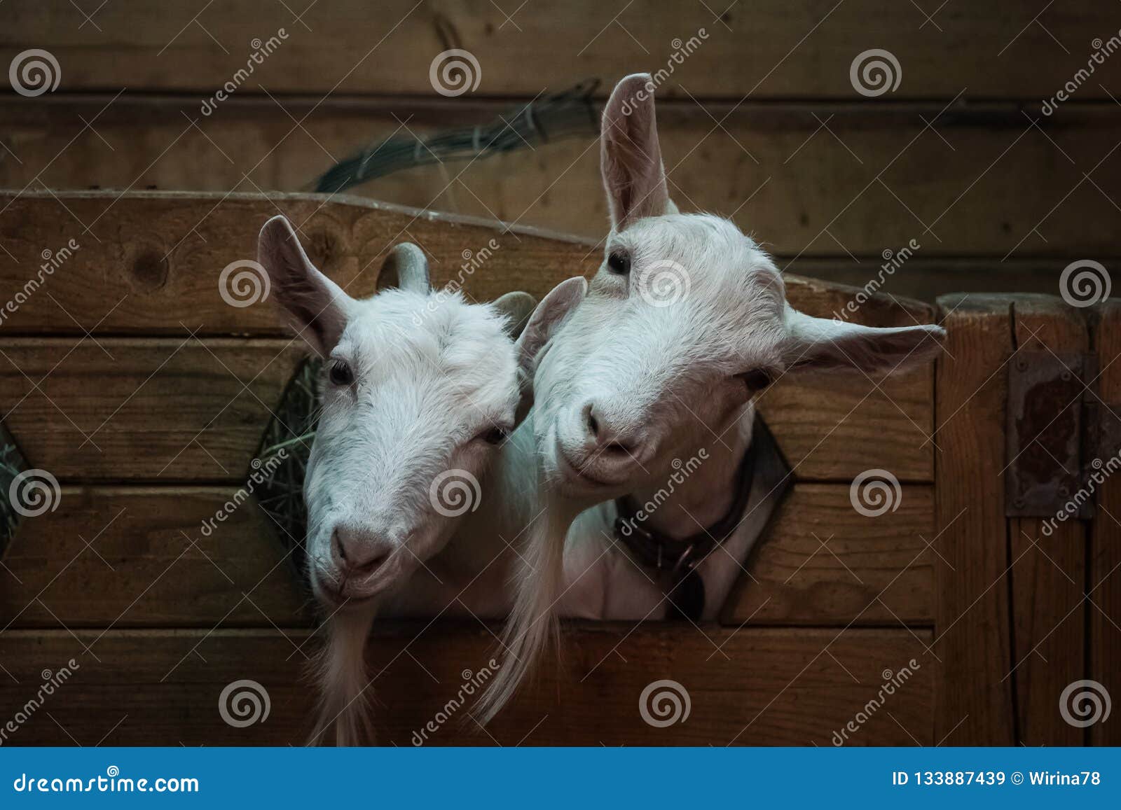 Two cute goats are looking stock image. Image of goat - 133887439