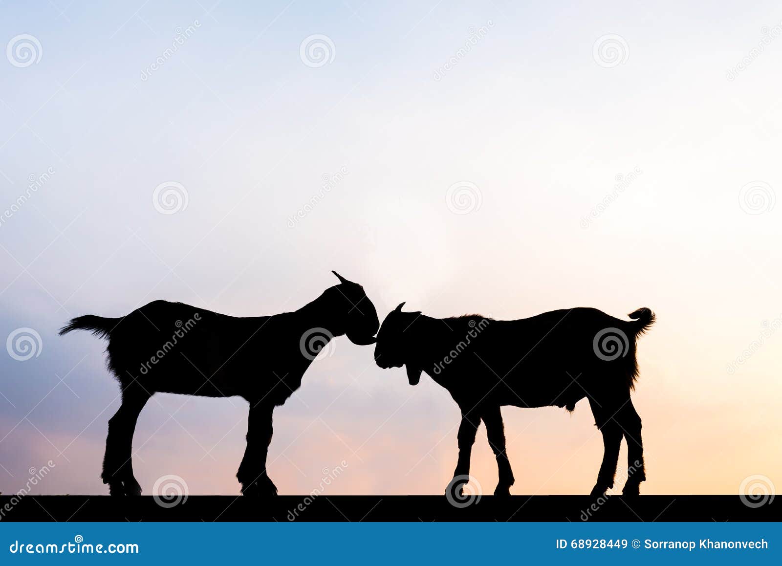 Two Goats Love To Each Other. Stock Image - Image of worry, mammal ...