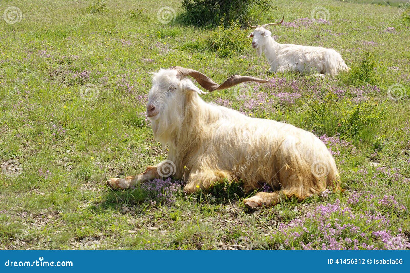 Two Goats Lying Down on Mountain Lawn Stock Photo - Image of grass ...