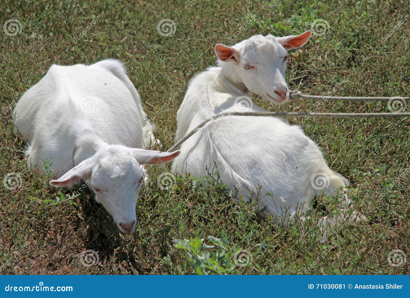 Two Goats Lying on the Grass Stock Image - Image of animal, rural: 71030081