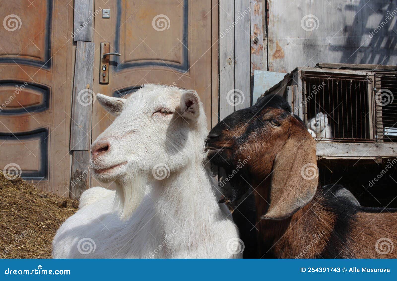 Two Goats are Lying Next To Animals on the Farm Stock Image - Image of ...