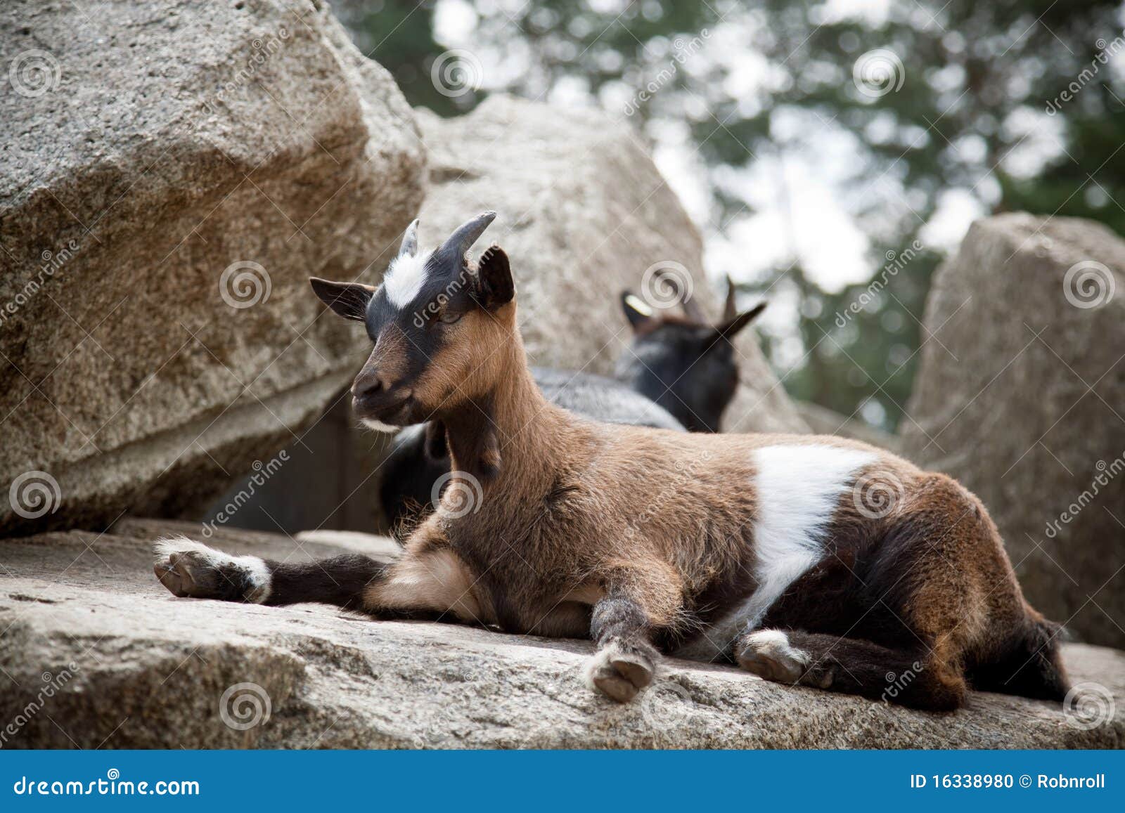 Two goats lying on rocks stock photo. Image of nose, horn - 16338980