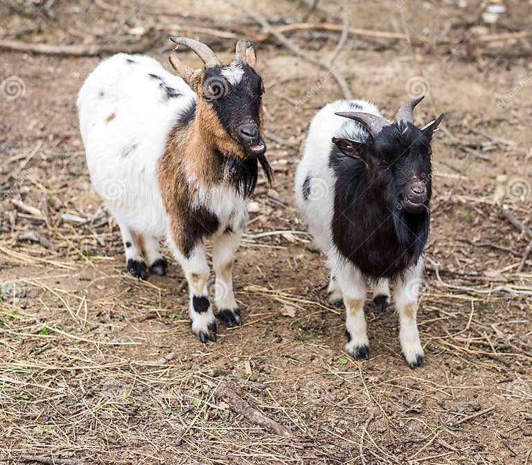 Two goats editorial photography. Image of grazing, animals - 79936337