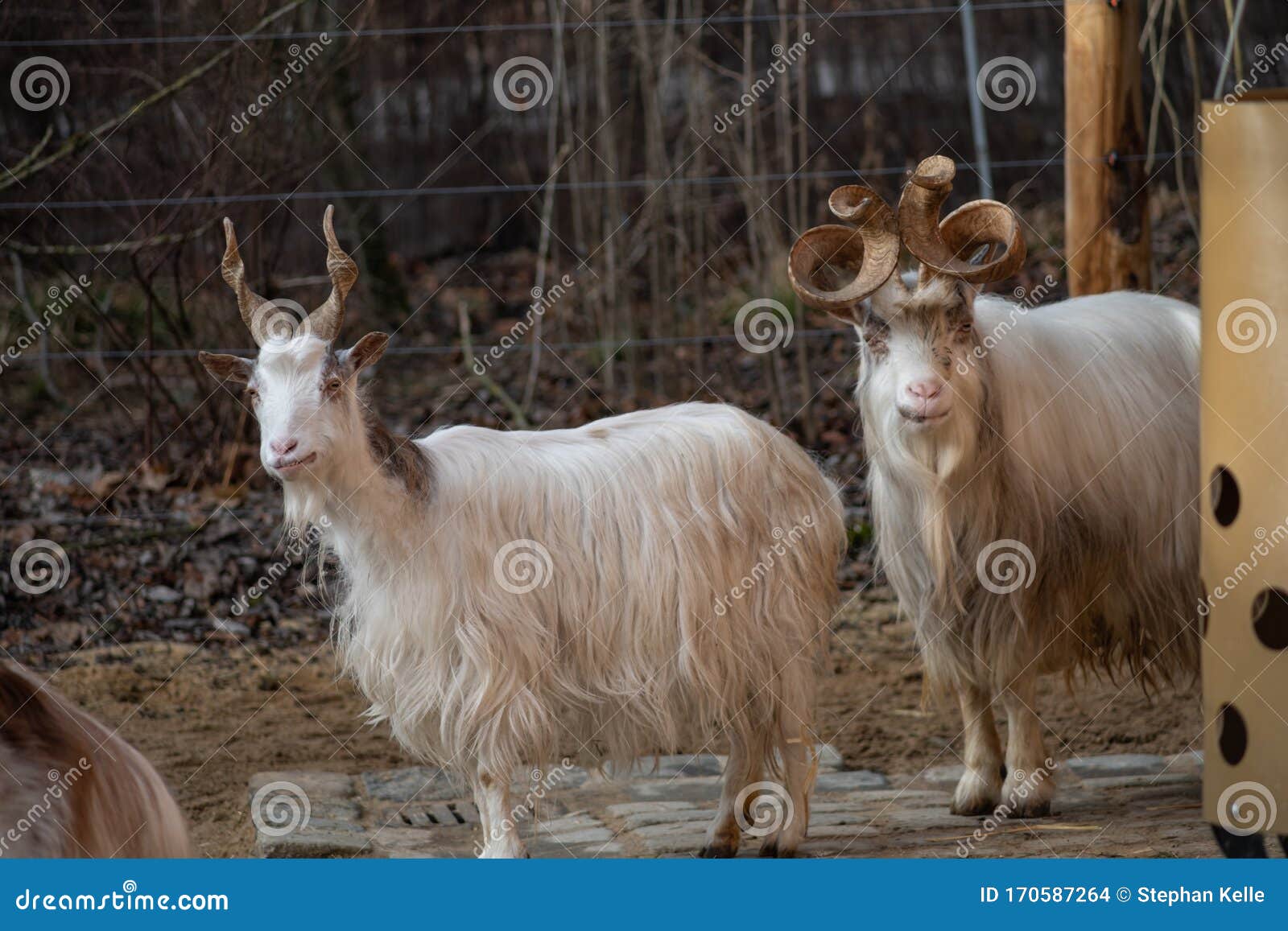 Two Goats, One with a Funny Curled Horn on a Farm. Stock Photo - Image ...