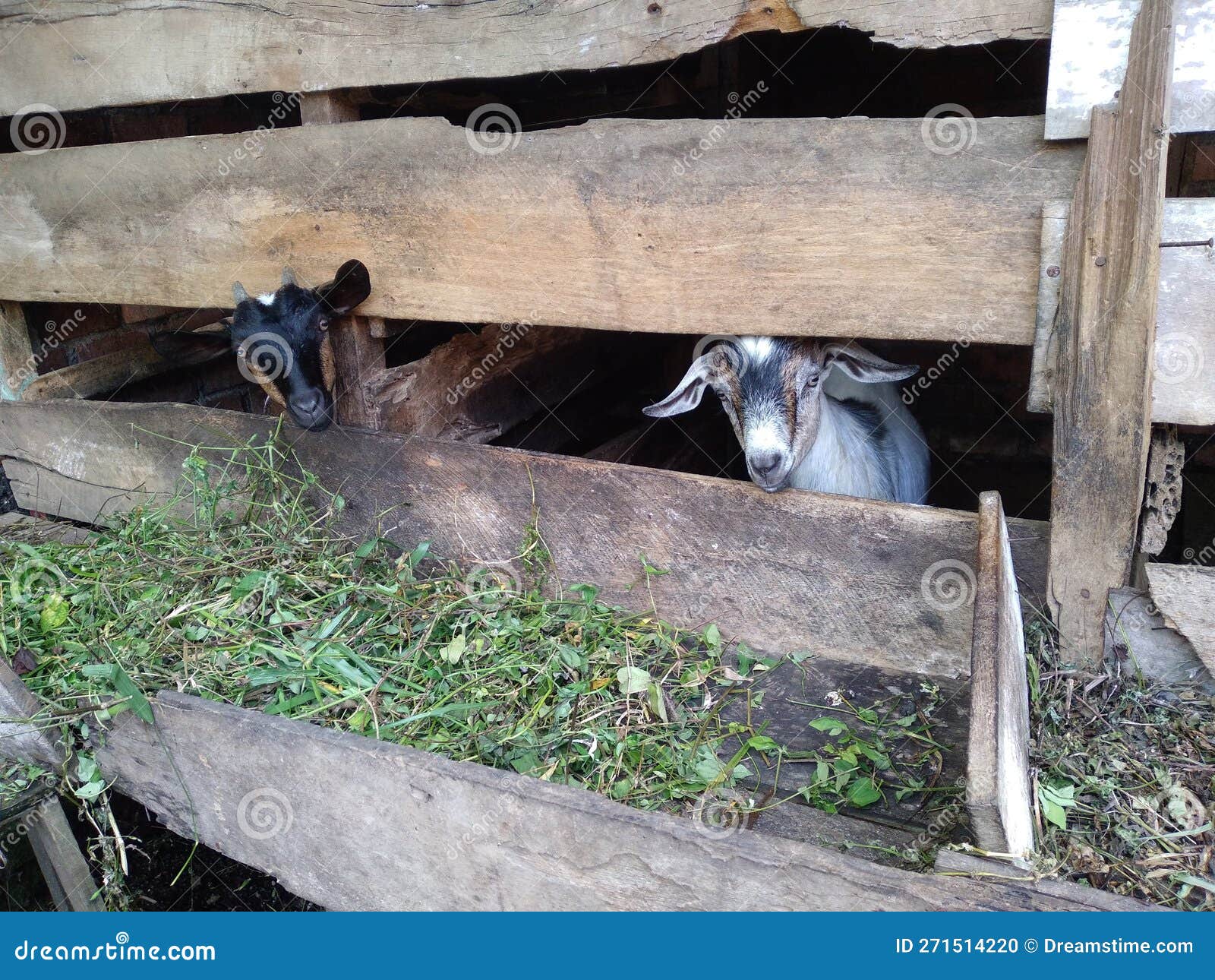 Two goats in the pen stock photo. Image of mammal, goatlivestock ...