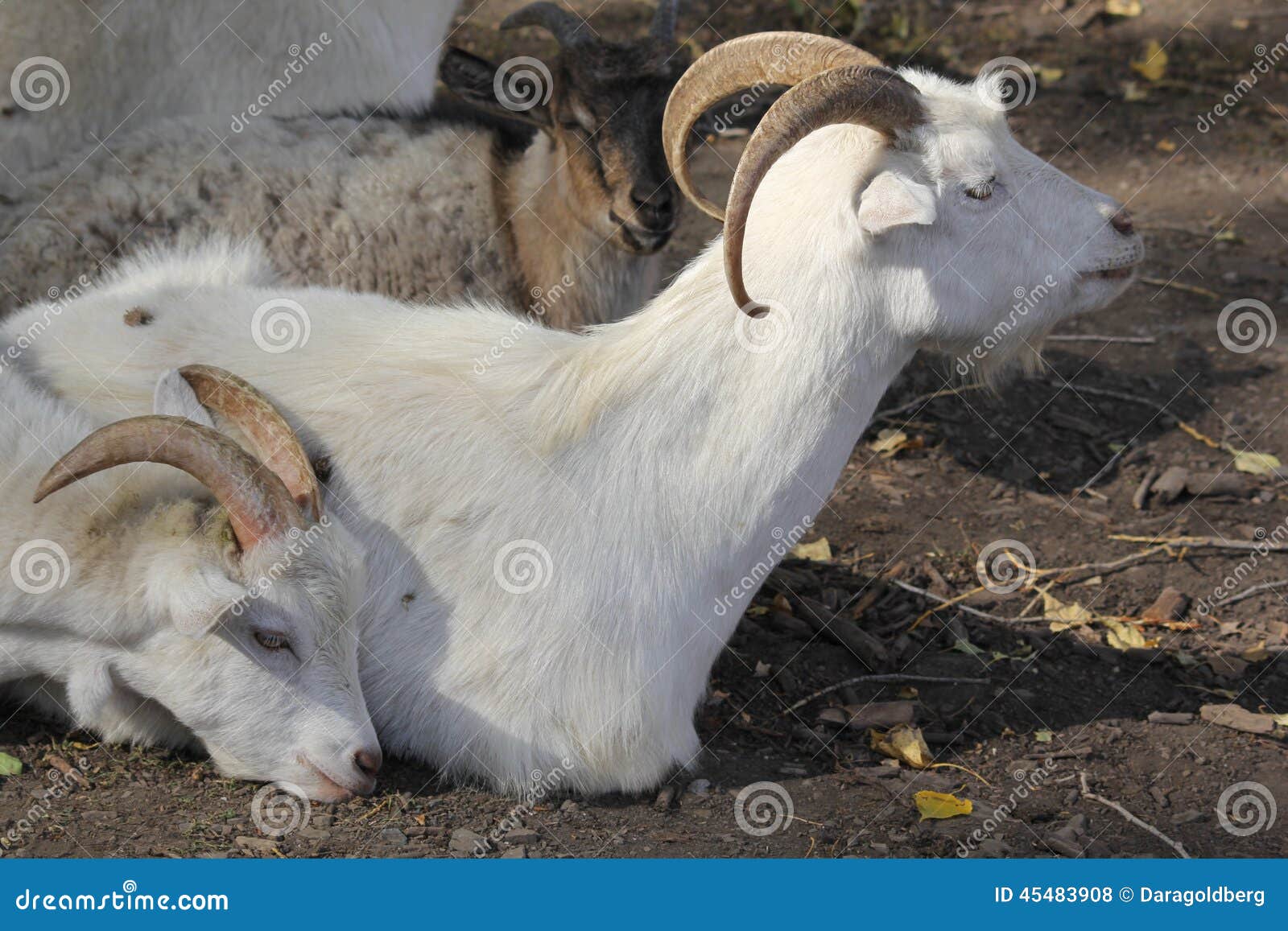 Two goats in profile stock photo. Image of farm, animals - 45483908