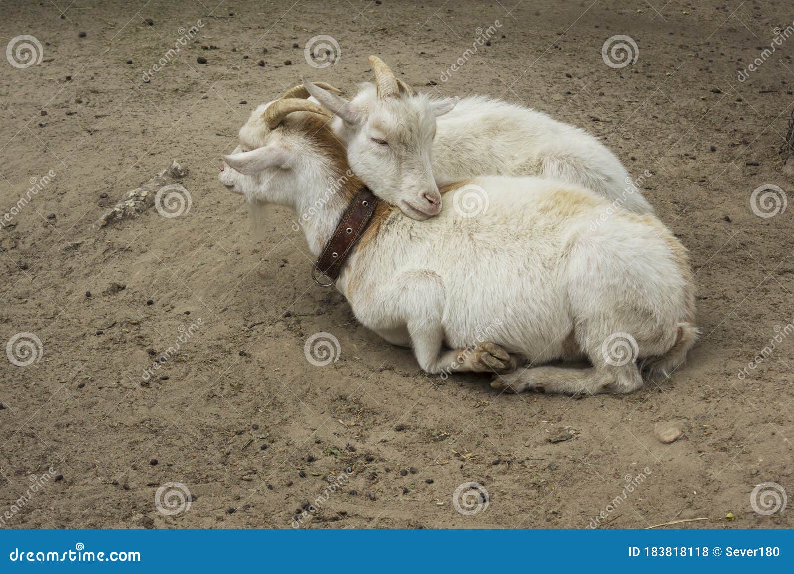 Two Goats Rest in the Shade, Hugging Tightly Stock Photo - Image of ...