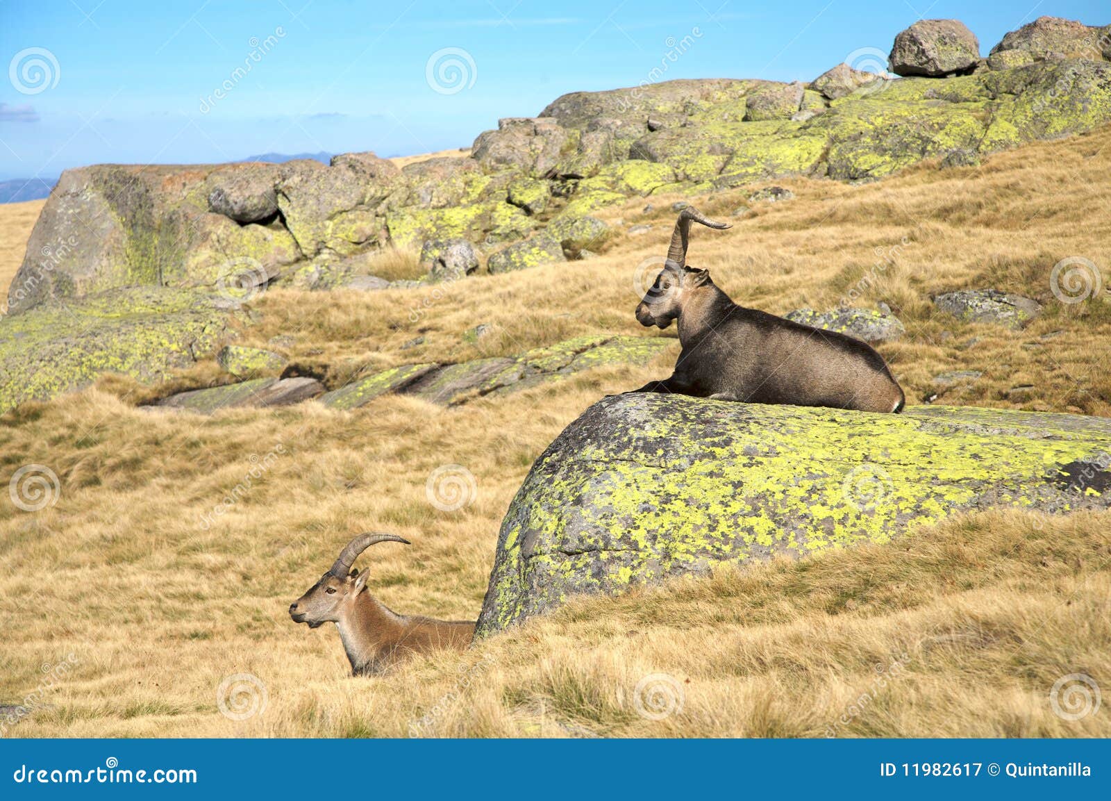 Two goats resting stock image. Image of avila, landscape - 11982617