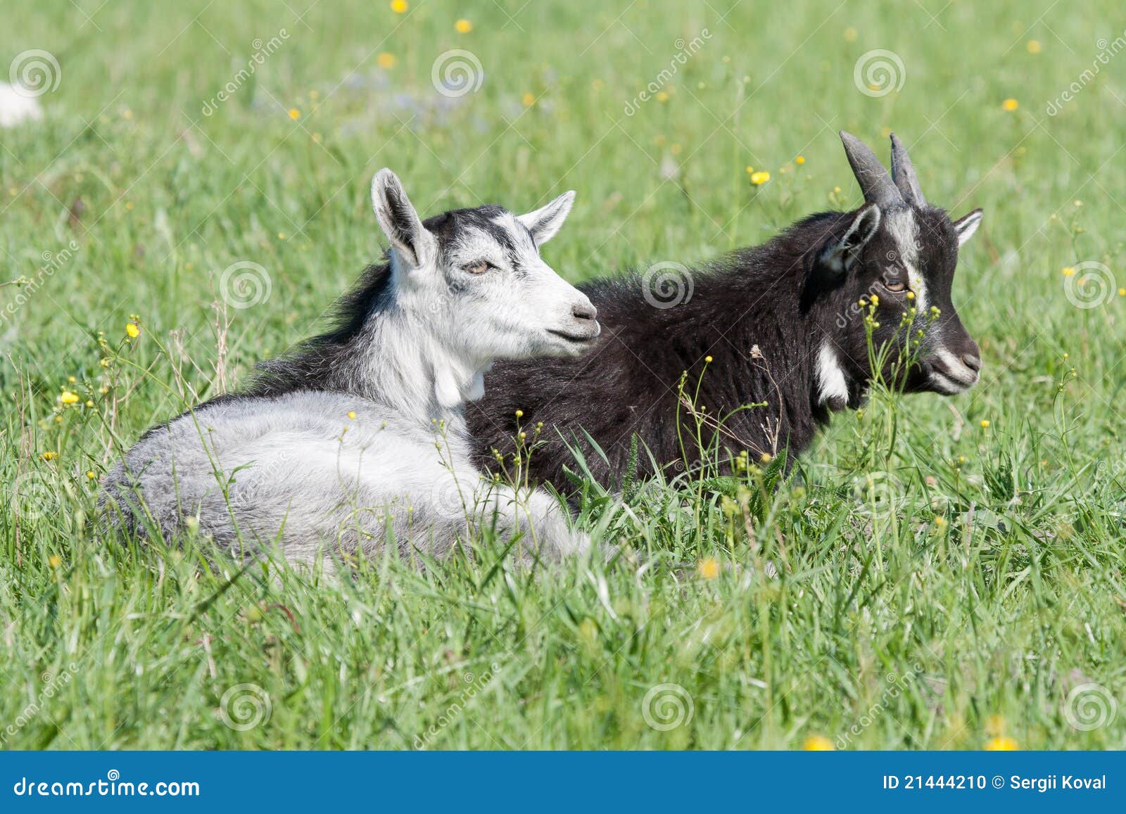 Two goats resting stock photo. Image of dandelion, green - 21444210