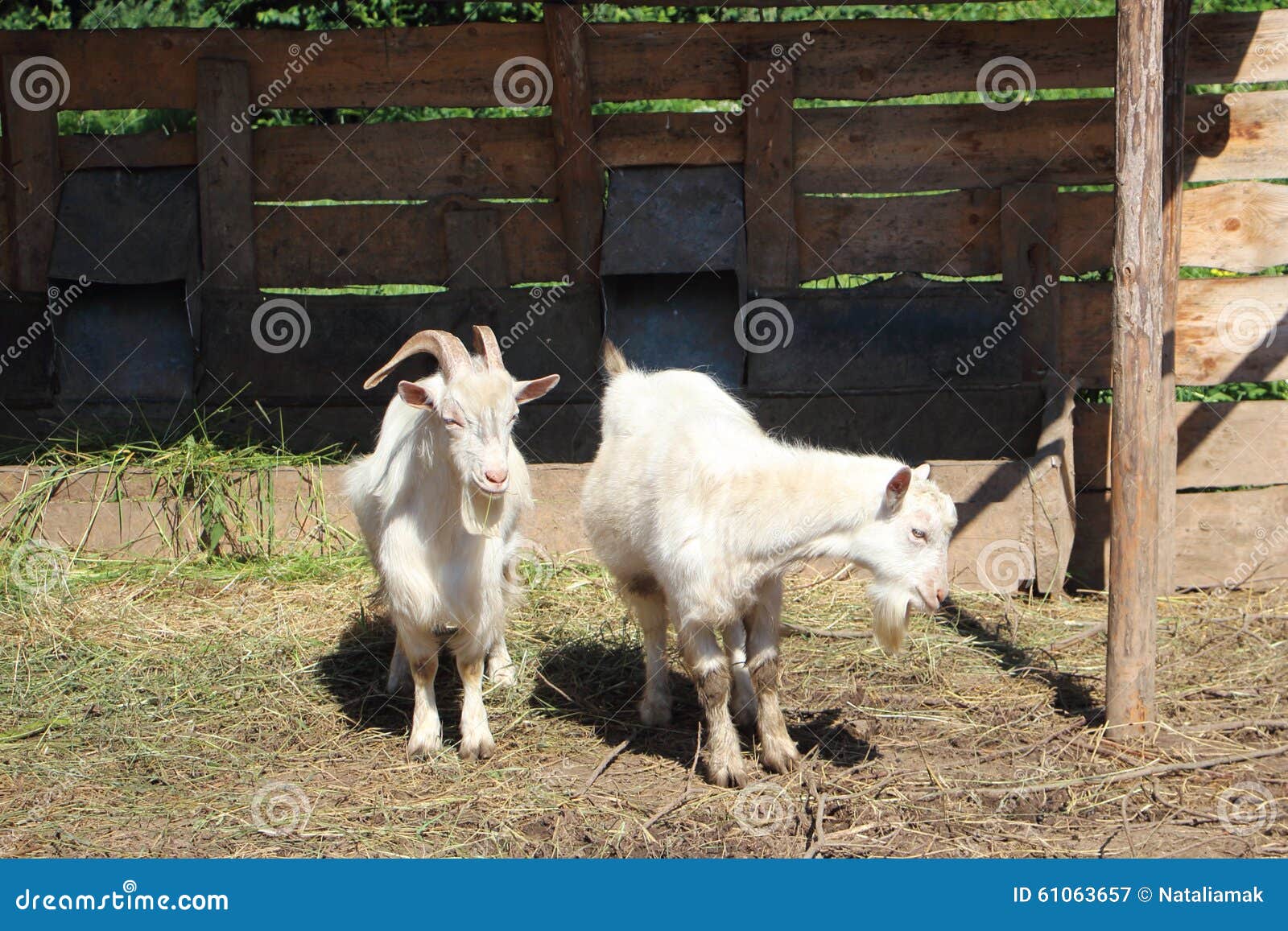 The Two Goats Standing at a Wooden Wall Stock Image - Image of standing ...