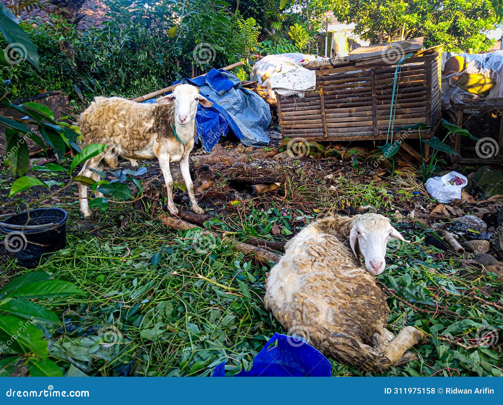 Two Goats Tied With A Blue Rope Stock Image | CartoonDealer.com #323095687