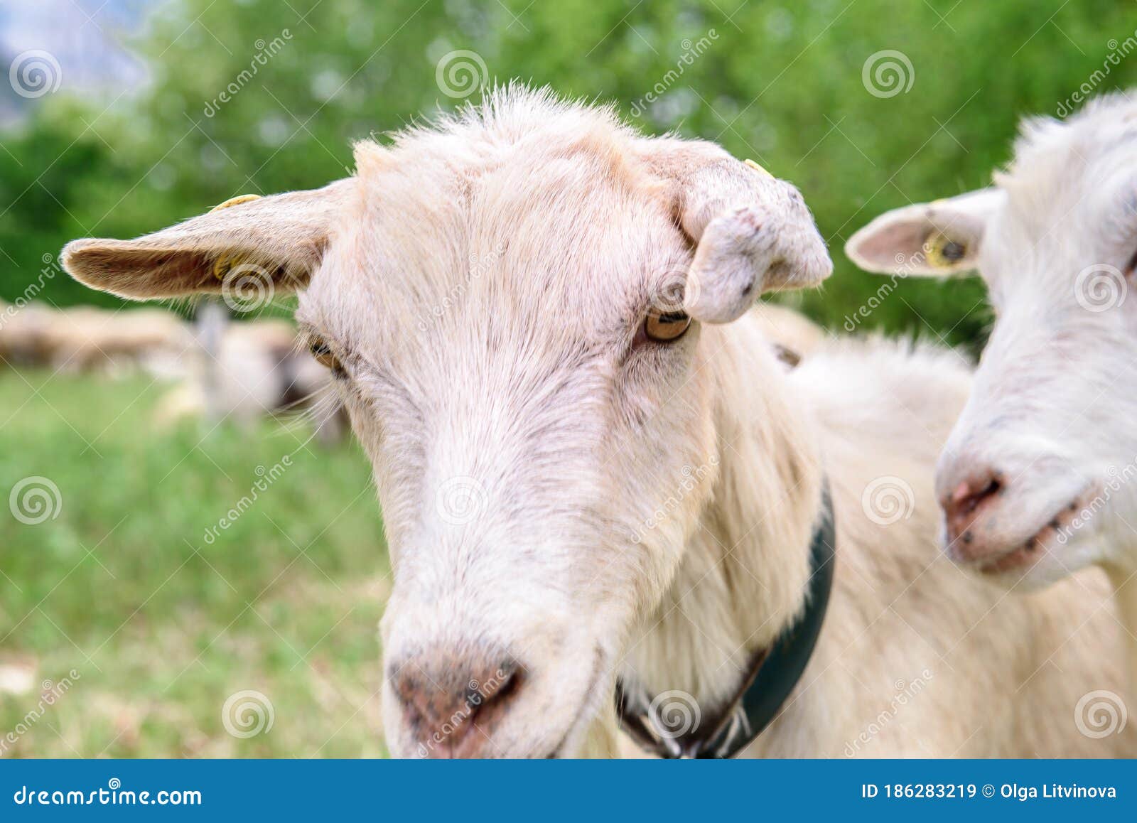Two Goats Look at the Camera Stock Image - Image of meat, pasture ...