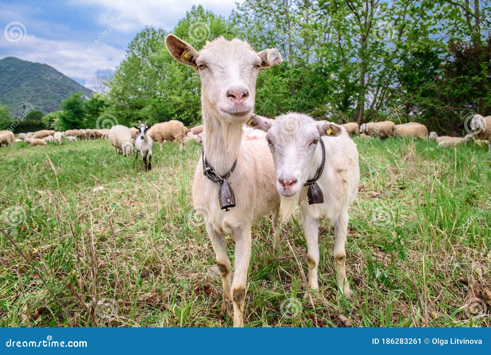 Two Goats Look at the Camera Stock Image - Image of farm, earmark ...