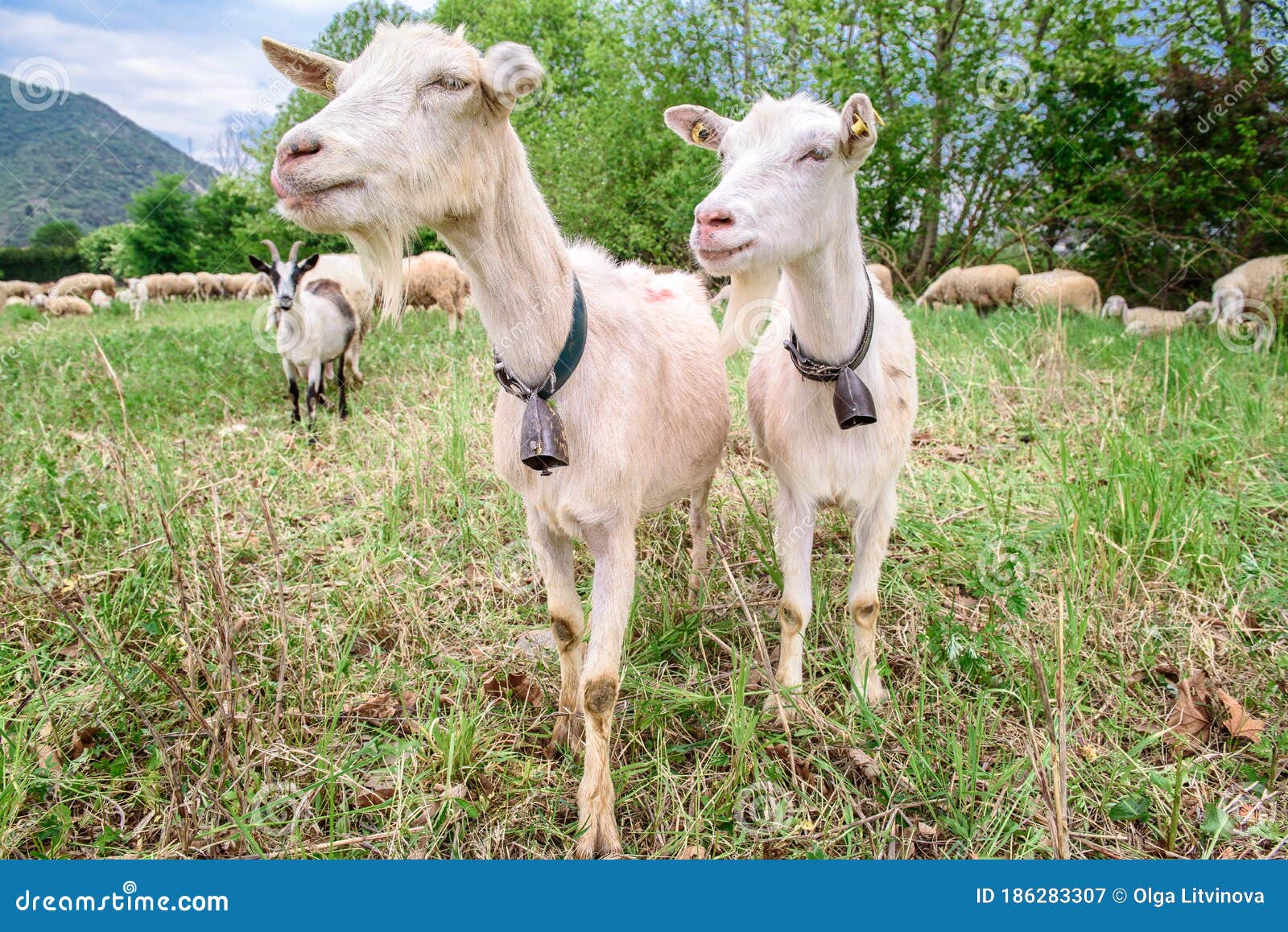 Two Goats Look at the Camera Stock Image - Image of grass, grazing ...