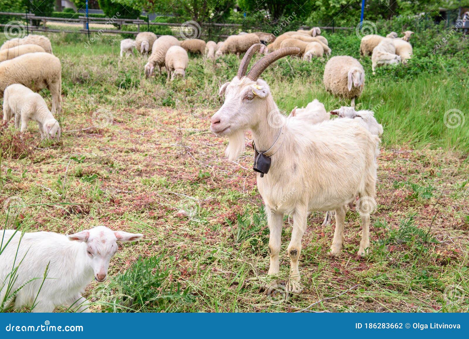 Goat on the field free. stock photo. Image of herd, green - 186283662