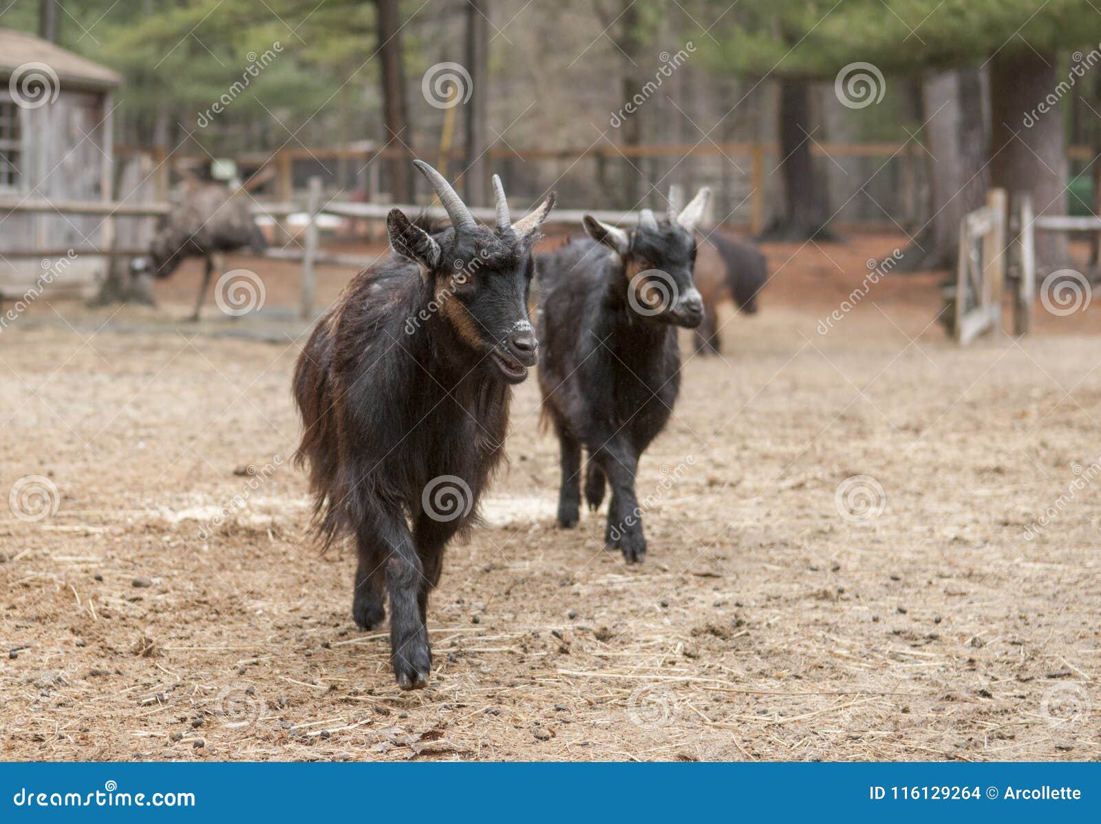 Two Goats Walking stock photo. Image of stable, fence - 116129264