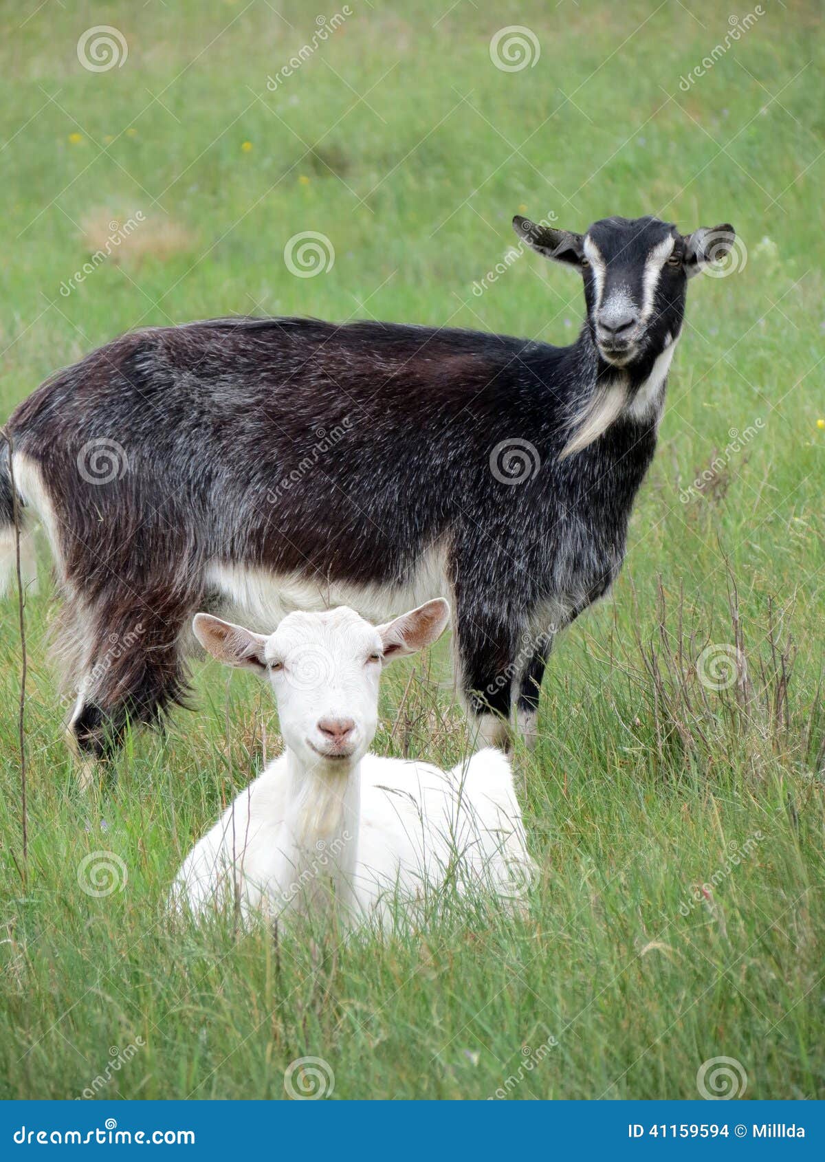 Two goats stock photo. Image of hair, pair, nature, goat - 41159594
