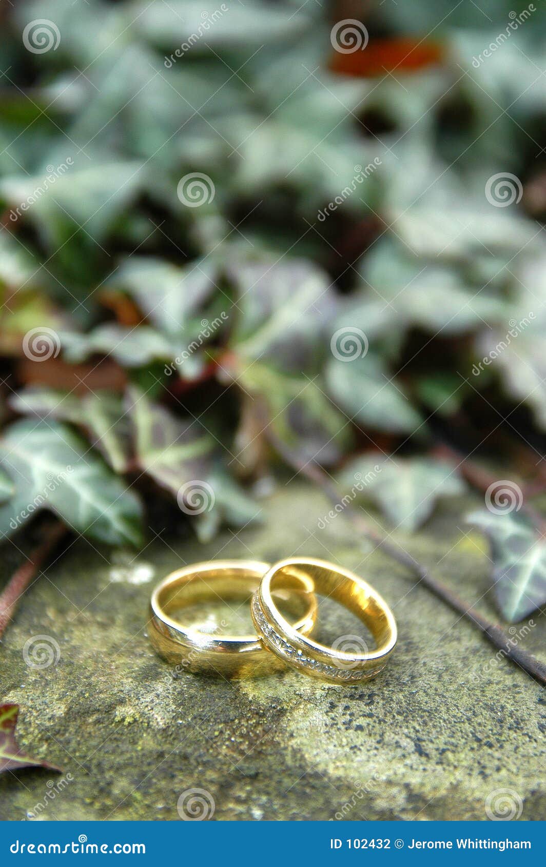 Two gold wedding rings stock photo. Image of togetherness - 102432