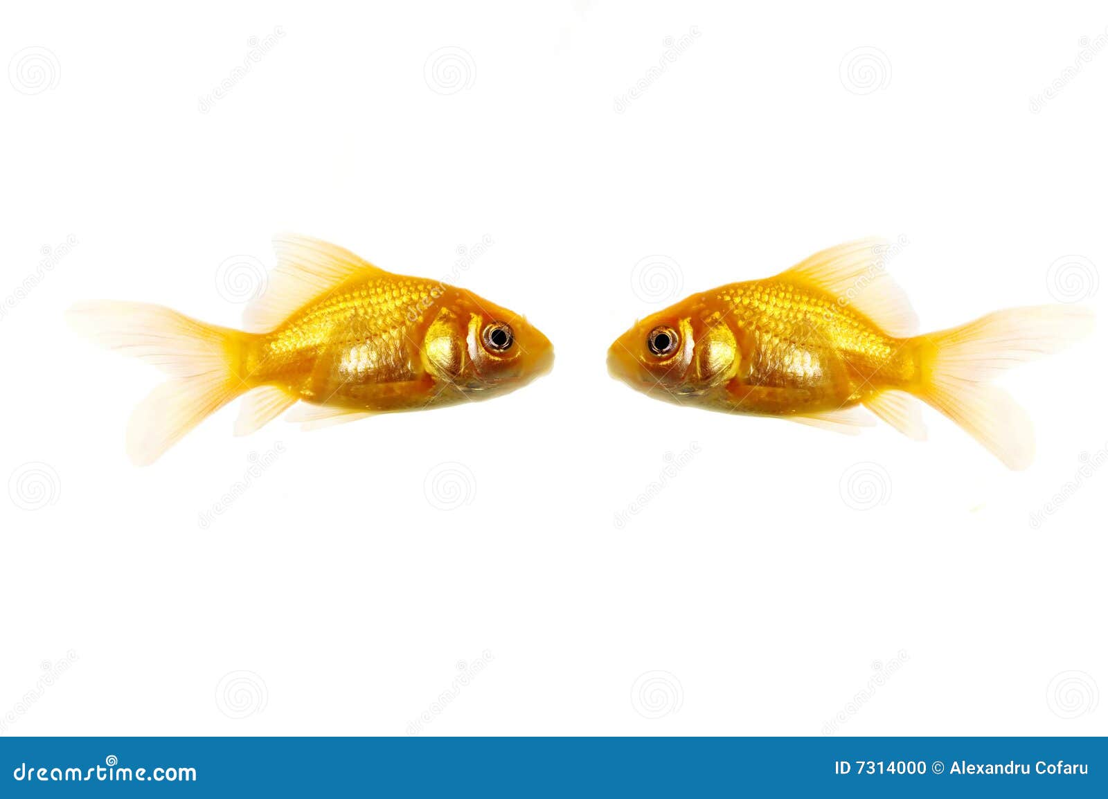 Two golden fish stock photo. Image of oversized, huge - 7314000