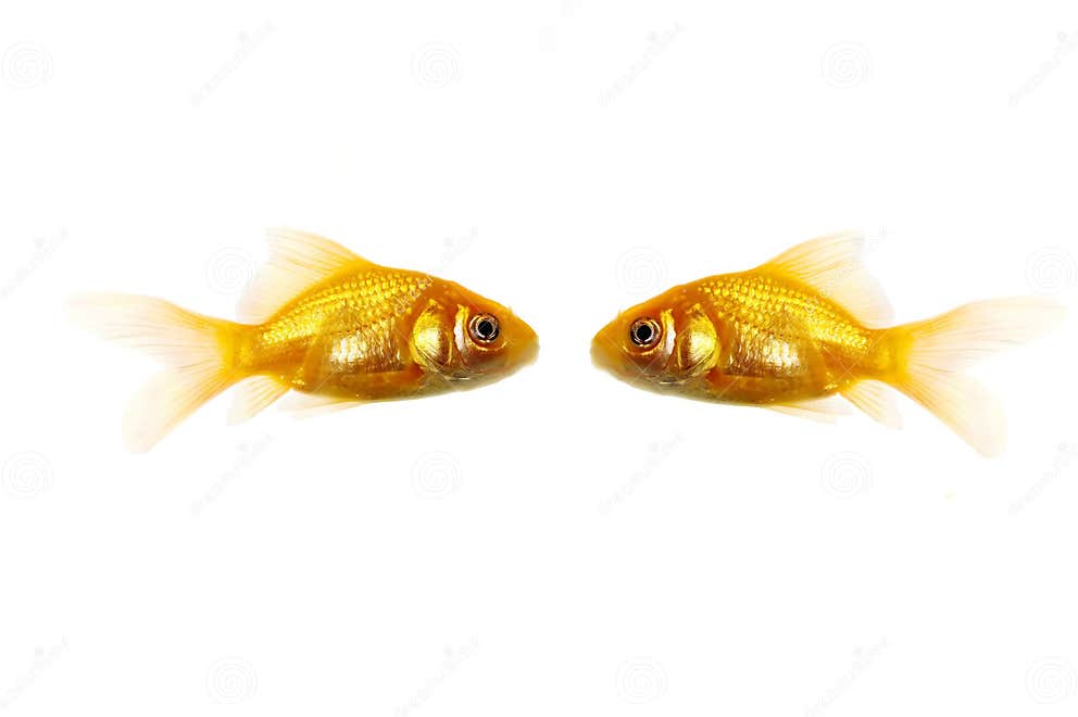 Two golden fish stock photo. Image of oversized, huge - 7314000