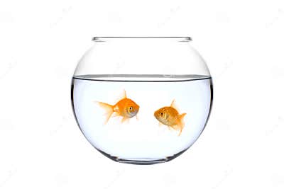 Two golden fish in a bowl stock image. Image of exotic - 3146273