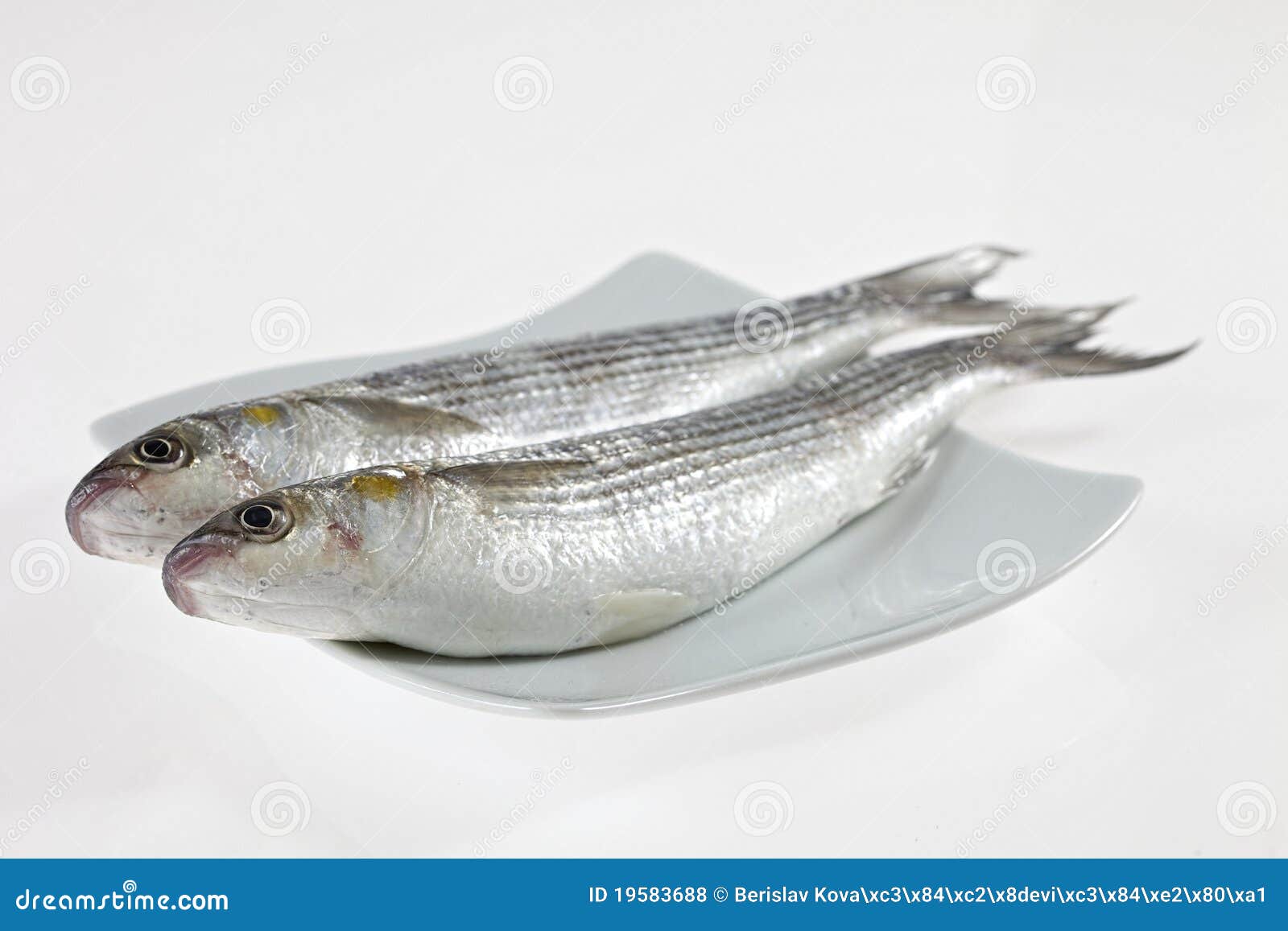 Two Golden Grey Mullet Liza Aurata Stock Photo - Image of flathead ...