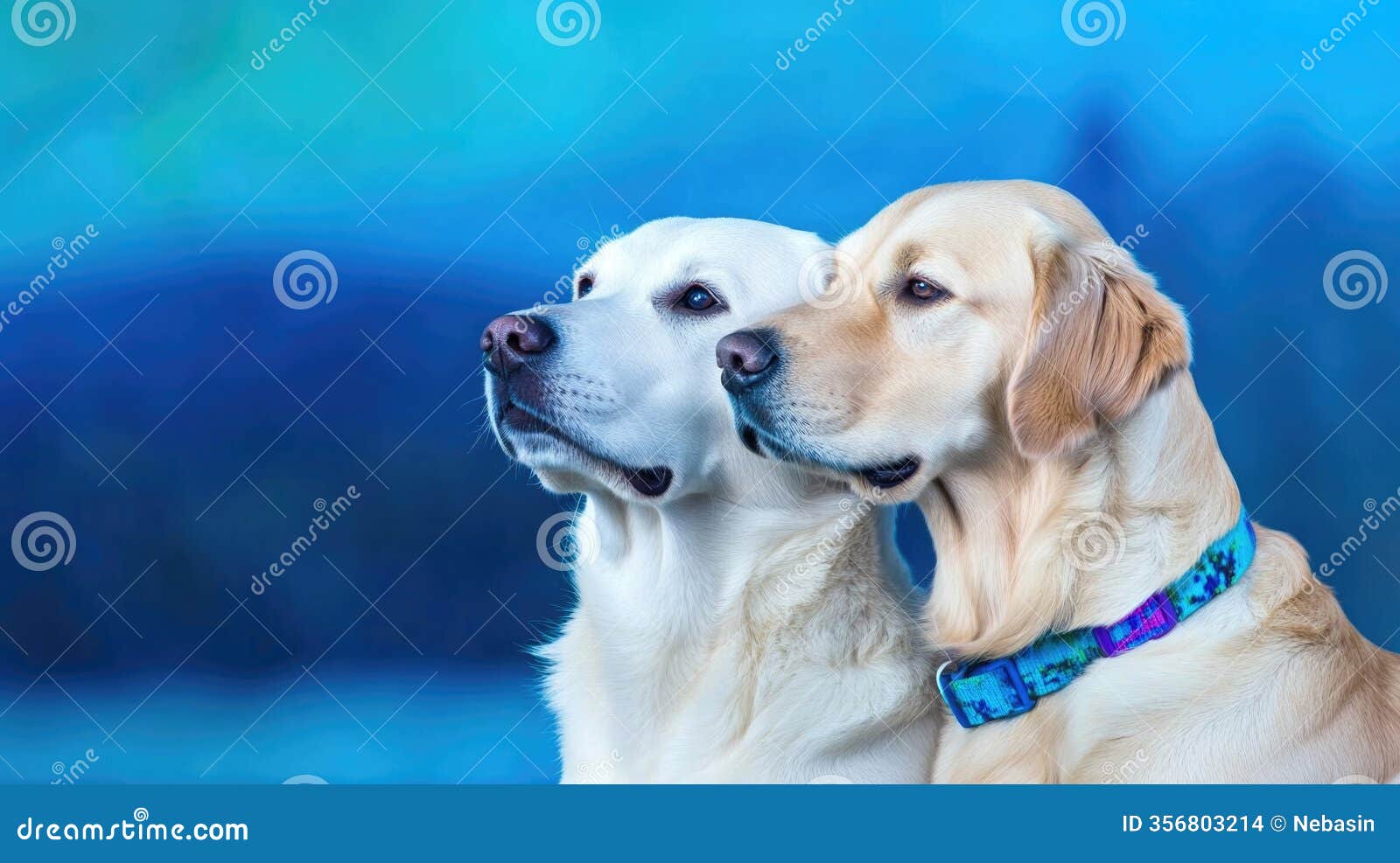 Two Golden Labradors Posing Together Against a Blue Background Stock ...