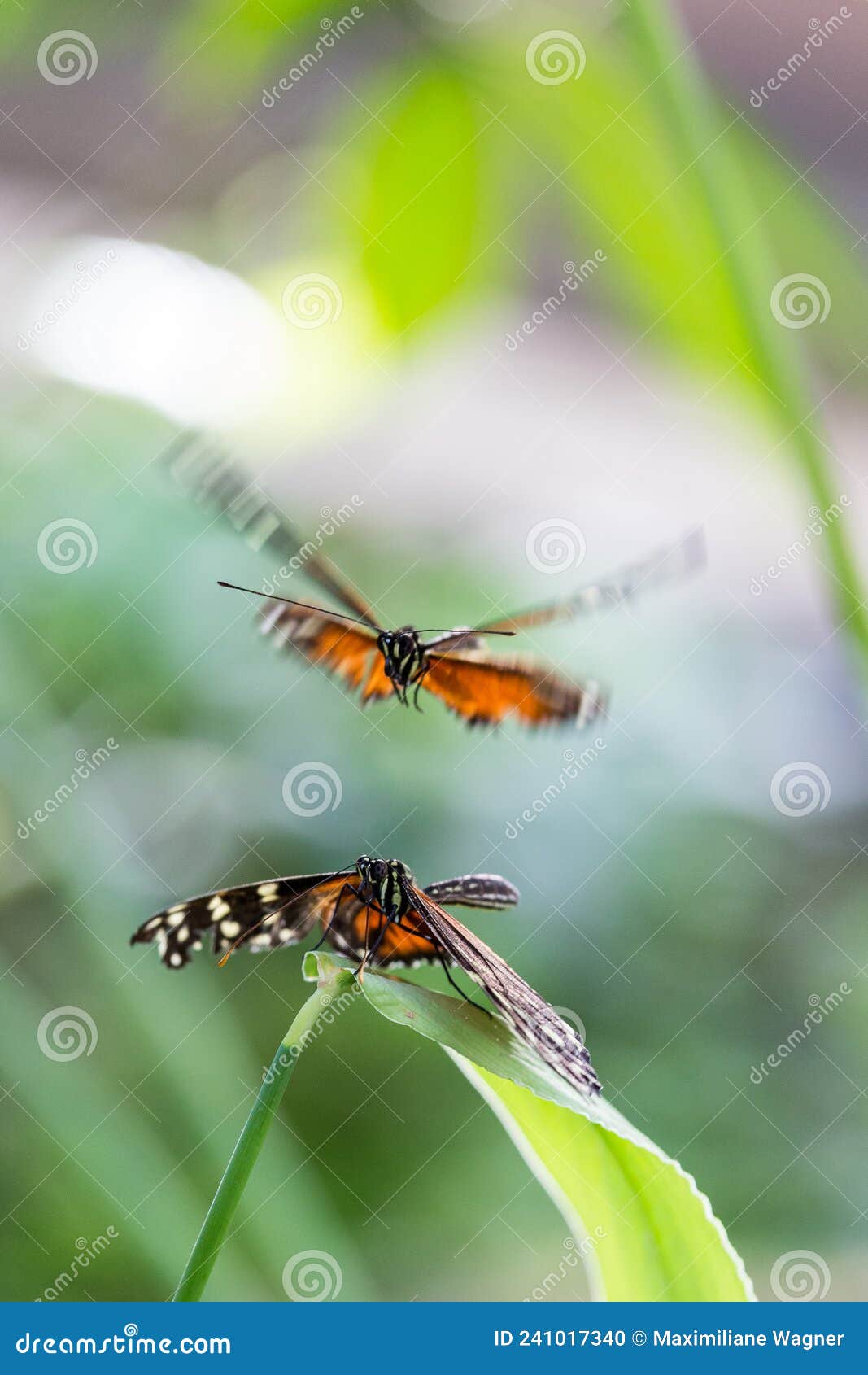 Two Golden Longwing Heliconius Hecale Butterflys during Mating Flight ...