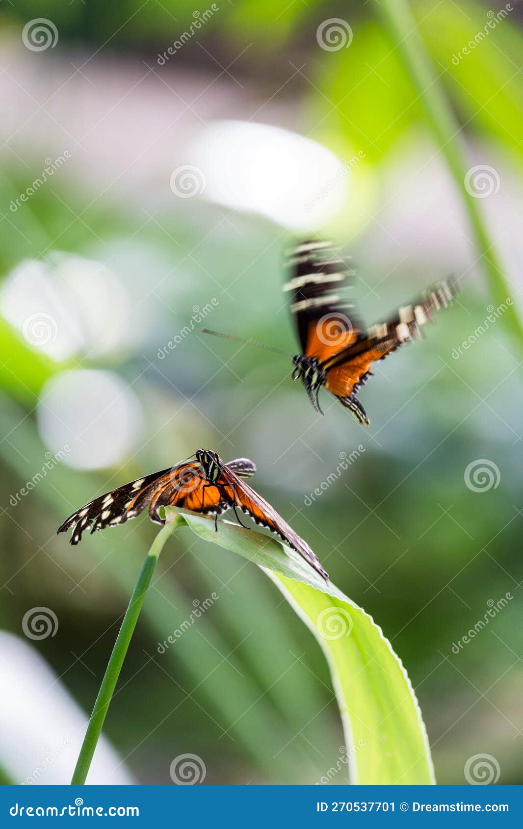 Two Golden Longwing (Heliconius Hecale) Butterflys during Mating Flight ...