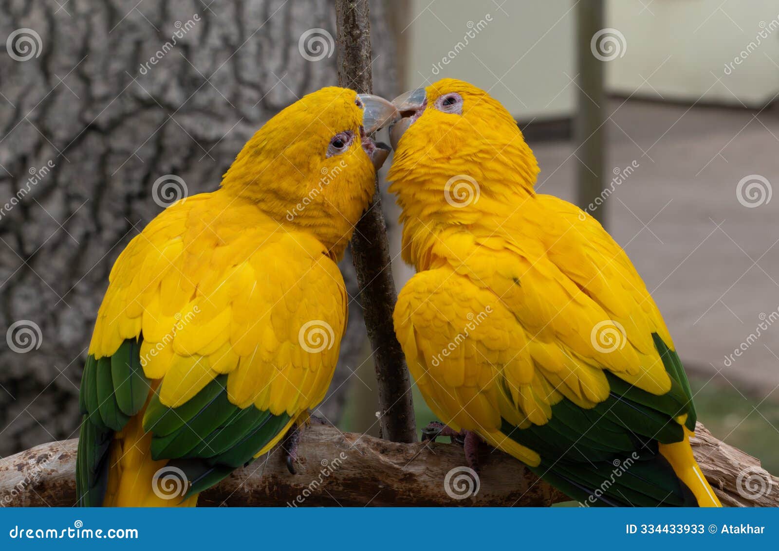 Two golden parakeets stock image. Image of wildlife - 334433933