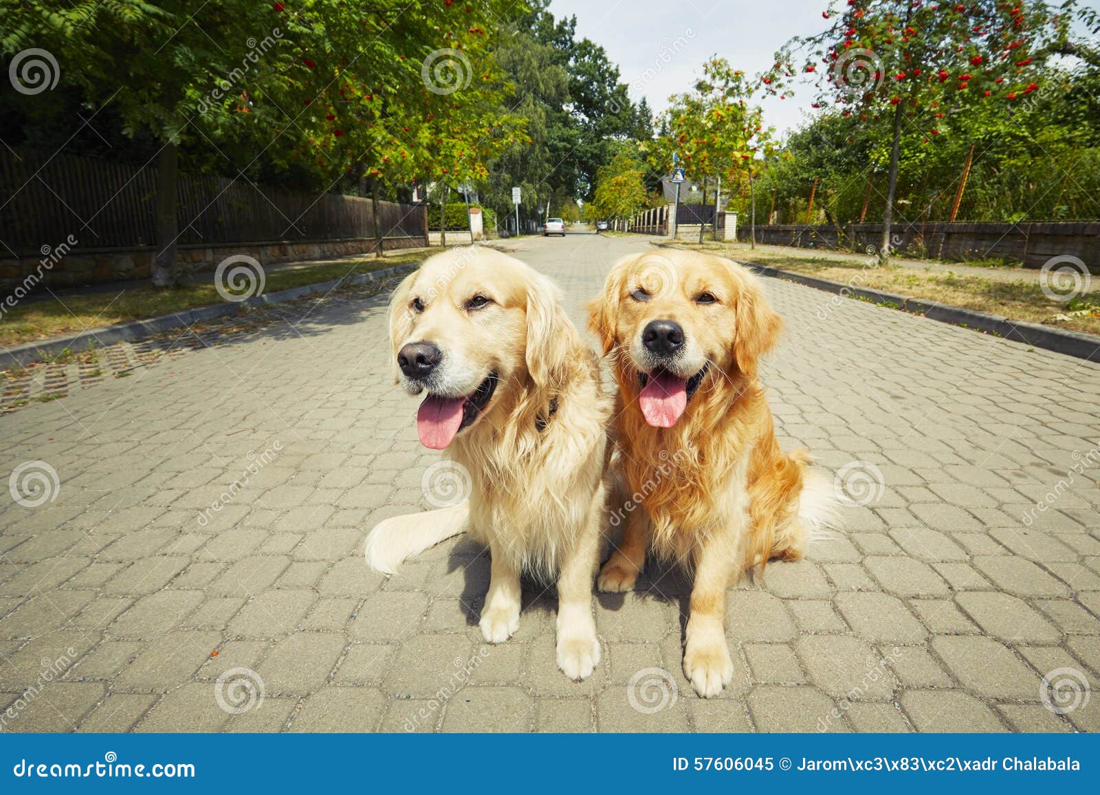 Two golden retriever dogs stock image. Image of cute - 57606045