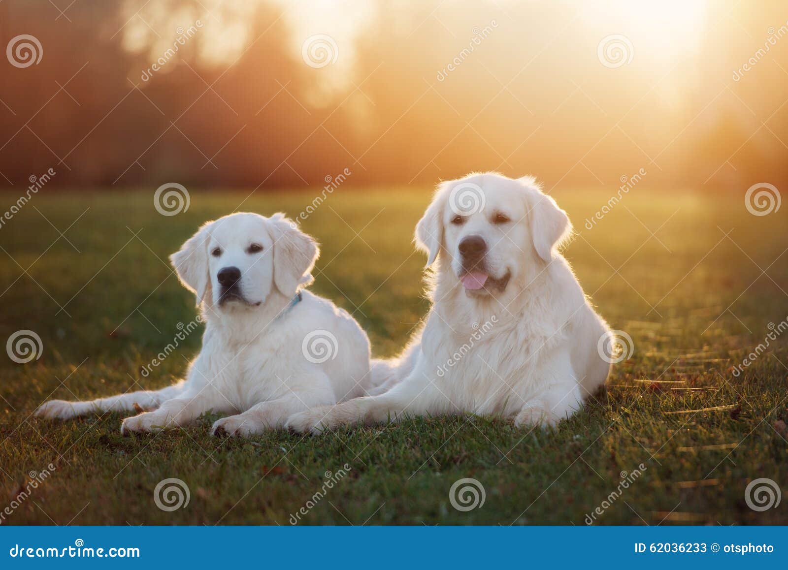 Two Golden Retriever Dogs Outdoors in Sunset Stock Image - Image of ...