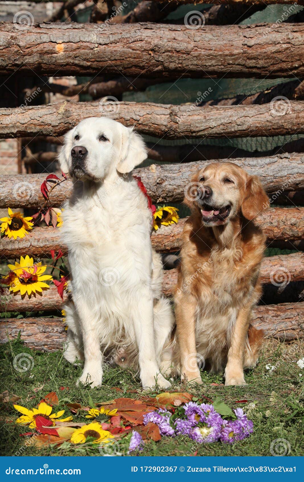 Two Golden Retrievers in Autumn Stock Image - Image of attentive ...