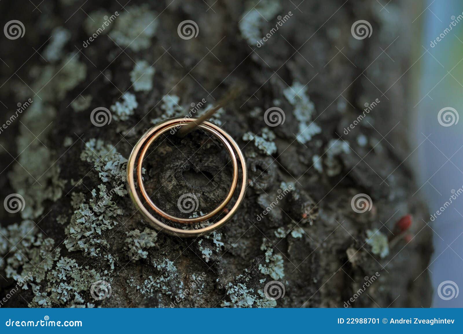 Two Golden Rings on a Branch Stock Image - Image of leaves, glint: 22988701