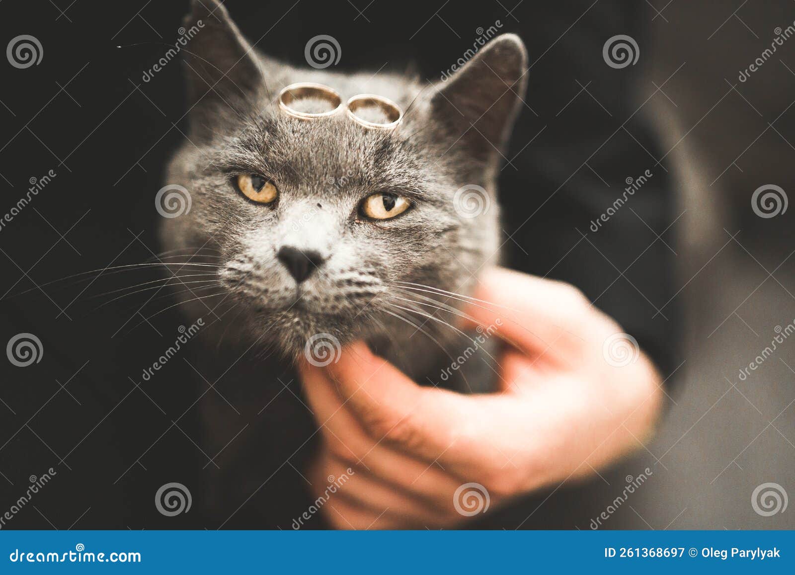Two Golden Wedding Rings with Funny Cat Stock Image - Image of ...