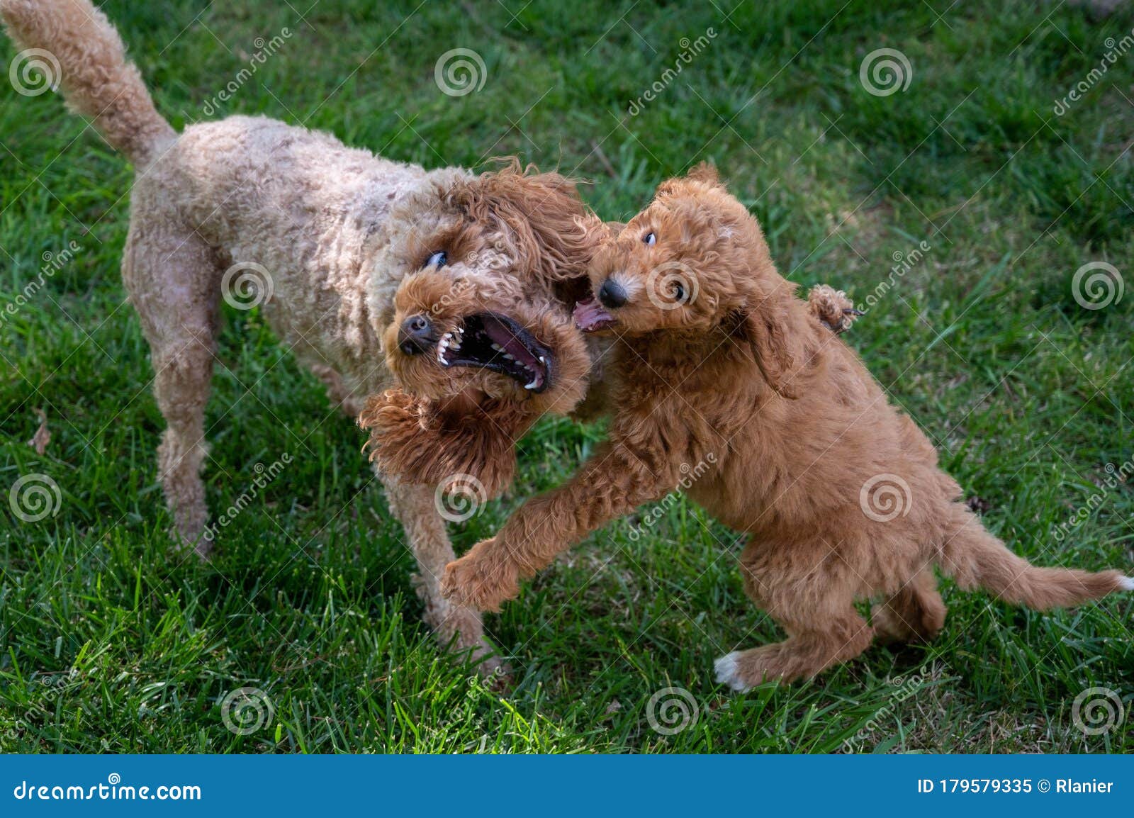 Two Goldendoodles Play Fighting in the Grass Stock Image - Image of ...