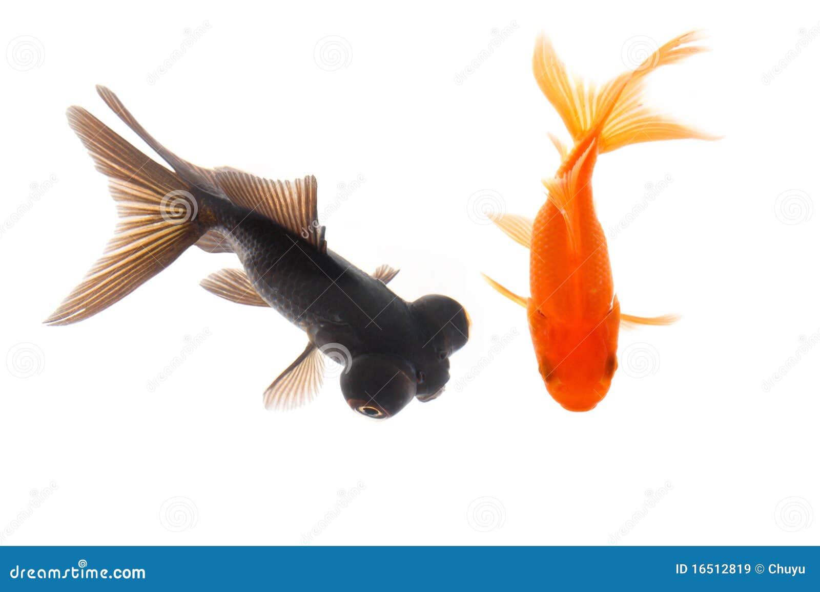 Two goldfish stock image. Image of pair, swim, swimming - 16512819